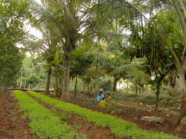 Urban organic farming