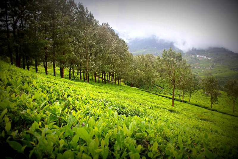 Munnar – A Lush Green Art of Nature