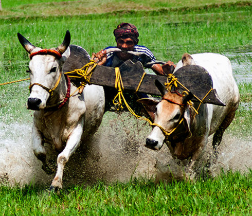 Photo Feature - Moichara Cattle Race Festival West Bengal