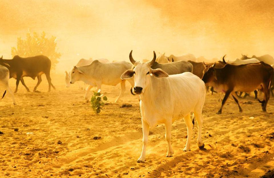 Beef Ban in India Implementation Possible?