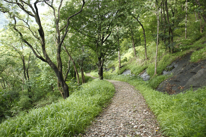 Trek to the Luscious Dhoni Falls, Kerala
