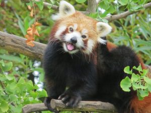 Top Wildlife Sanctuaries in Sikkim