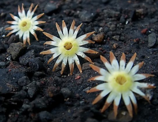 Bakul flowers : The Divine Fragrance of Nostalgia