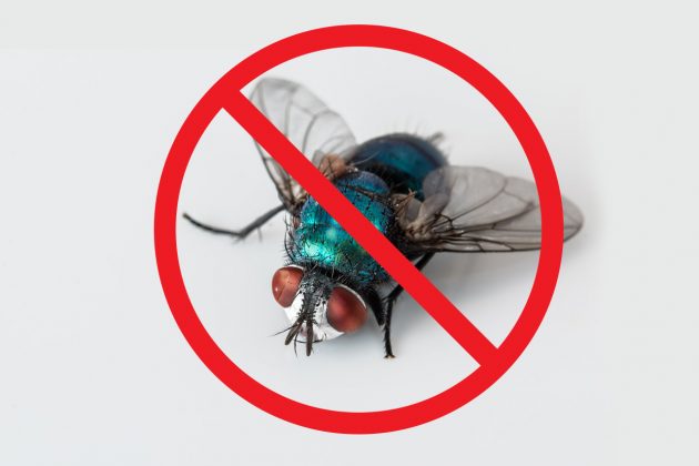 Get Rid Of Pests From Your Business As Fast As Possible