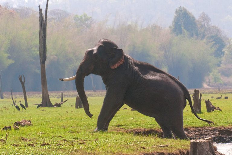 Why Kabini is the Most Sought After Nature Destination Near Bangalore
