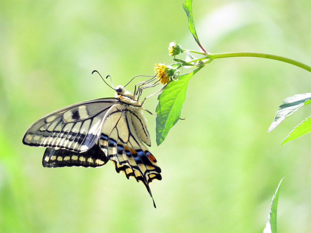 The Mysterious World of Fluttering Wonders