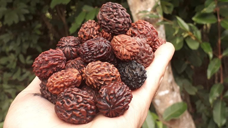 Benefits of Rudraksha - Insight Into the Significance of Magical Beed ...