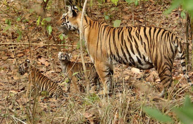 Amazing Places to Visit in Arunachal Pradesh - The Land of Rising Sun