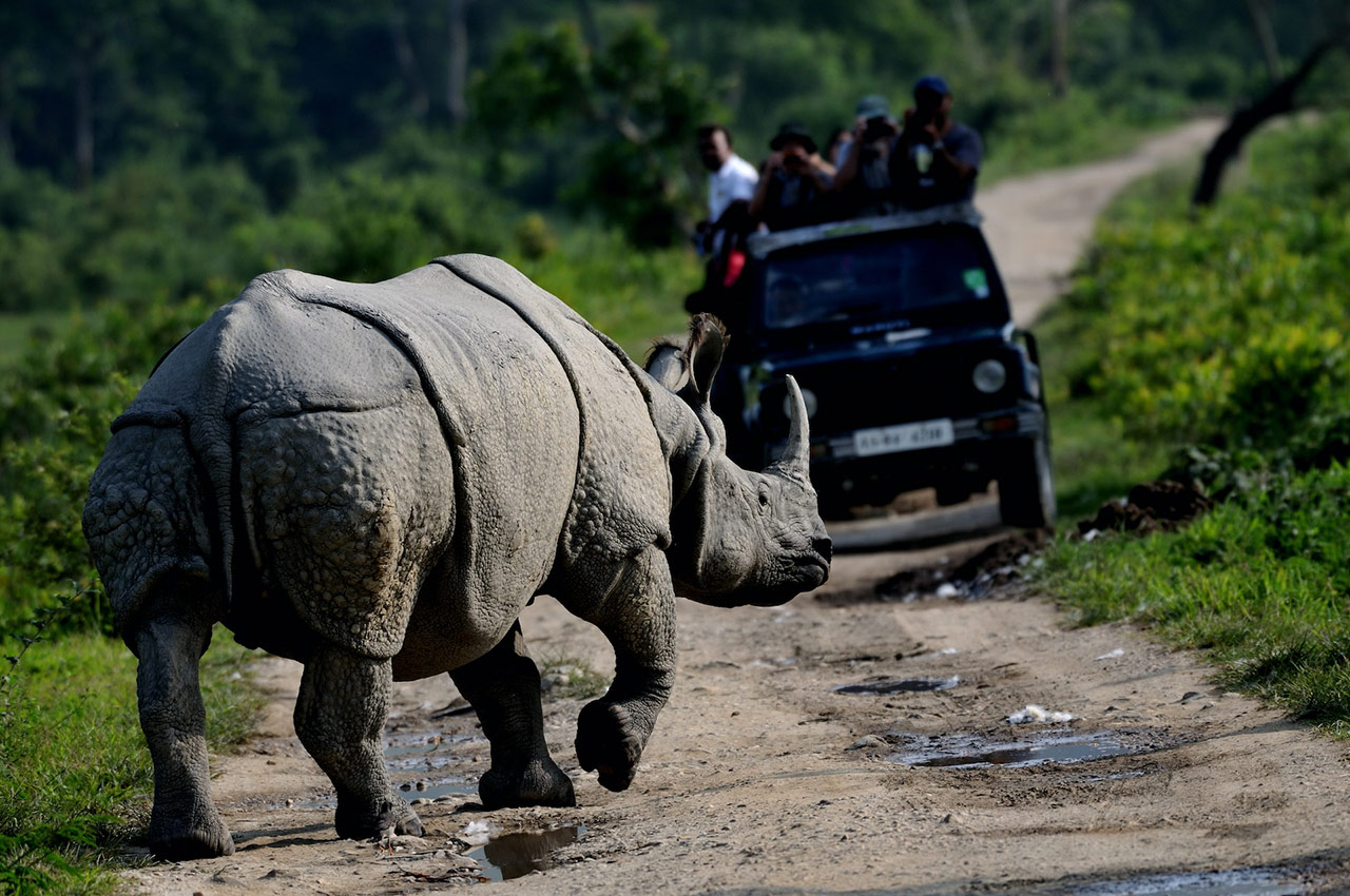 Assam: The Land of the One Horned Rhino and Much More