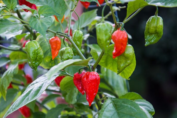 GI Tagged Food Delicacies in India Saving the Native Flavours