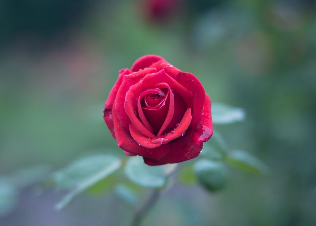 Culturally Significant Flowers in India