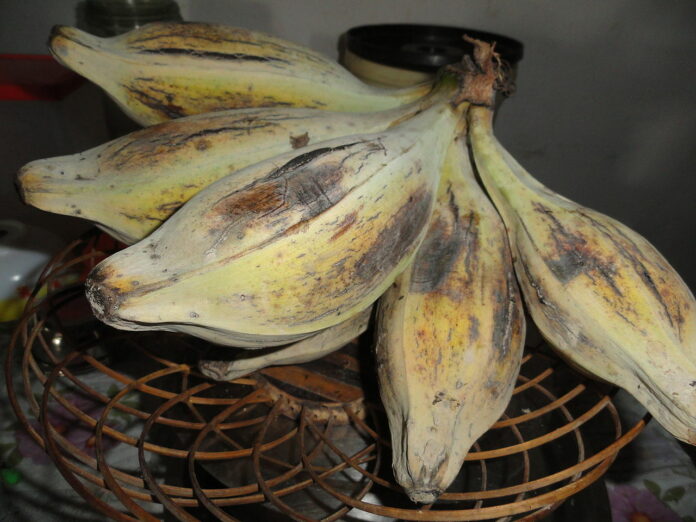 Important Types of Bananas in India