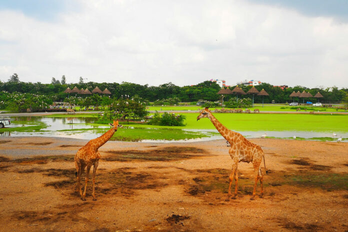 Safari World Bangkok: An Unforgettable Wildlife Experience