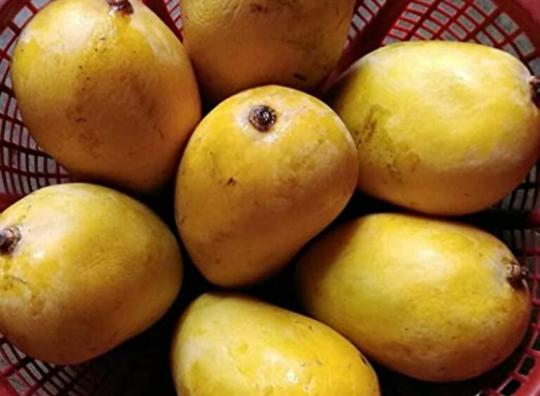 Uncovering Bihar's Cultural Riches: GI Tagged Products