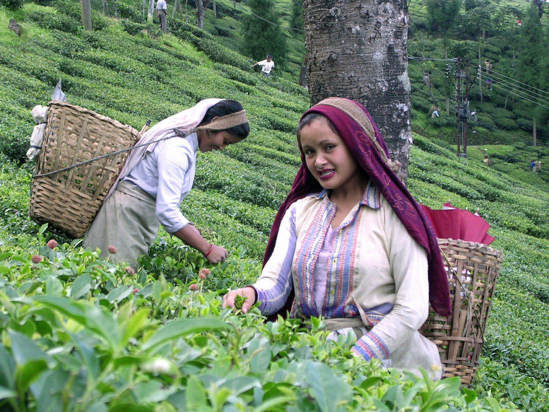Darjeeling Tea- India's Inaugural GI Tag Holder