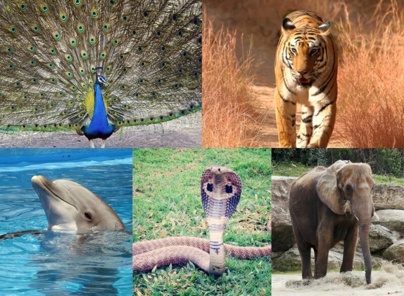 Symbols of Nationalism in India