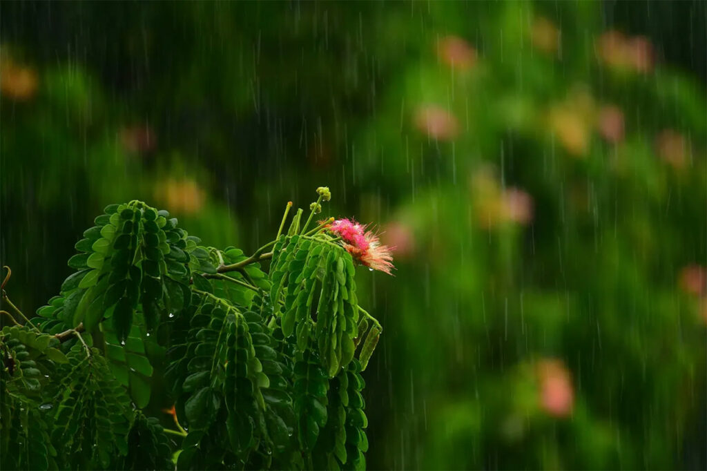 The Cultural Impact of Monsoon in India: Traditions, Arts and Architecture