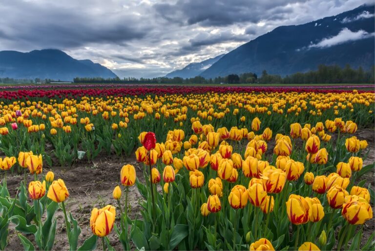 Tulip Garden Opening Date and Ticket Price: A Travel Guide