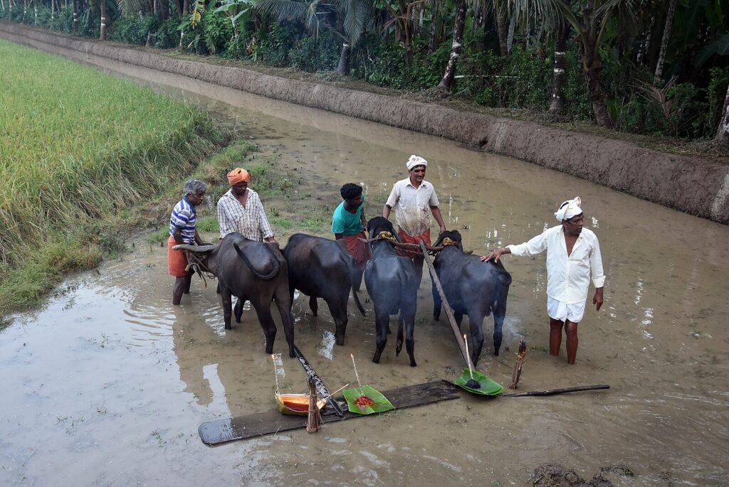 The Kambala Festival: A Traditional Buffalo Race to Celebrate Karnataka Heritage