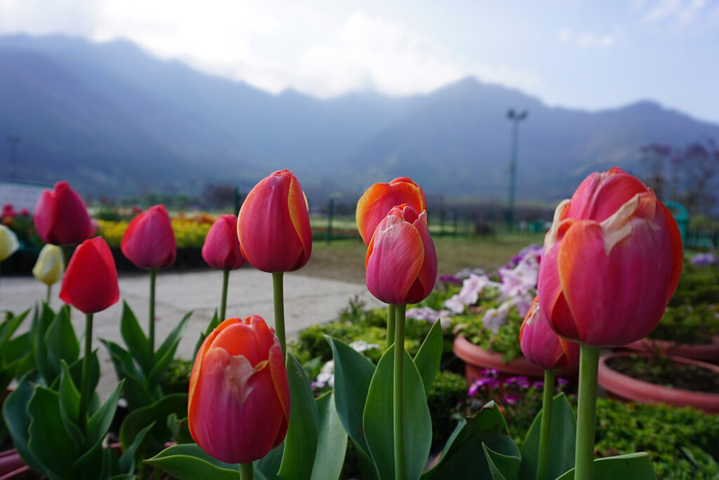 Tulip Garden Opening Date and Ticket Price: A Travel Guide