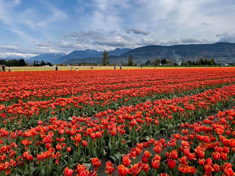 Tulip Garden Opening Date and Ticket Price: A Travel Guide