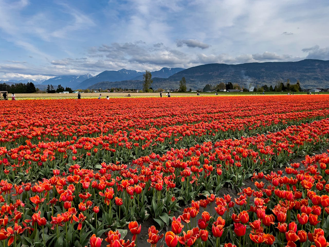 Tulip Garden Opening Date and Ticket Price: A Travel Guide
