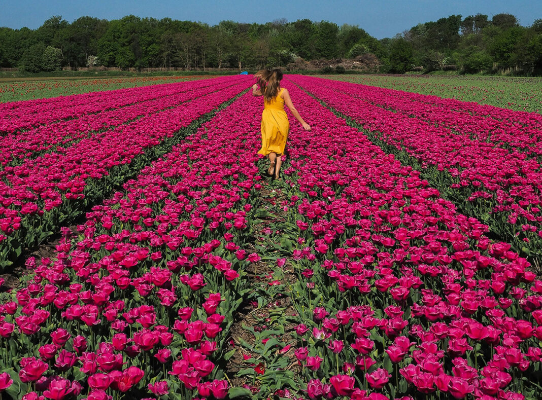Tulip Garden Opening Date and Ticket Price: A Travel Guide