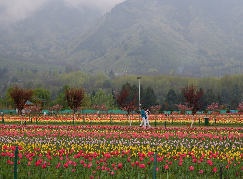 Tulip Garden Opening Date and Ticket Price: A Travel Guide